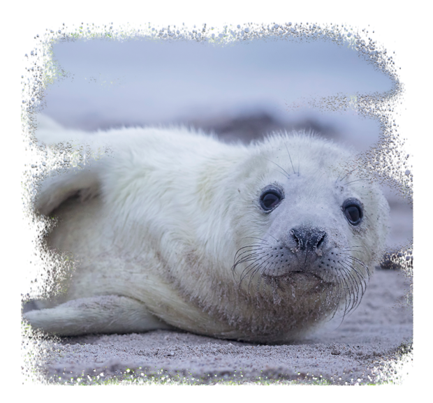 growling-creatures | Krombacher International